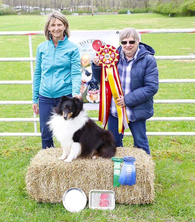 Apex Shetland Sheepdogs