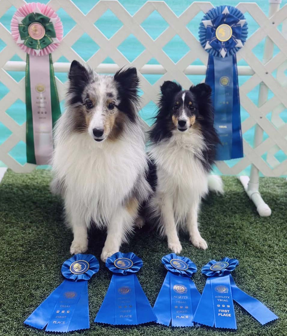 Apex Shetland Sheepdogs